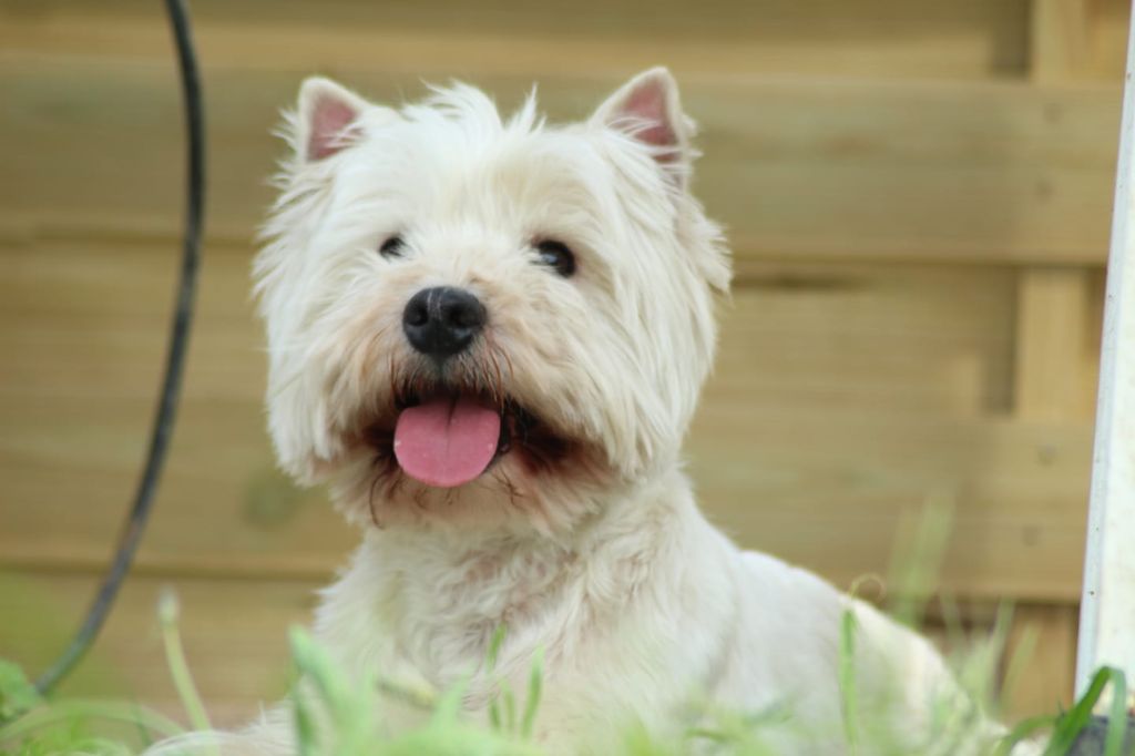 Accueil - Elevage Des Ombres Thevaine - eleveur de chiens West Highland ...